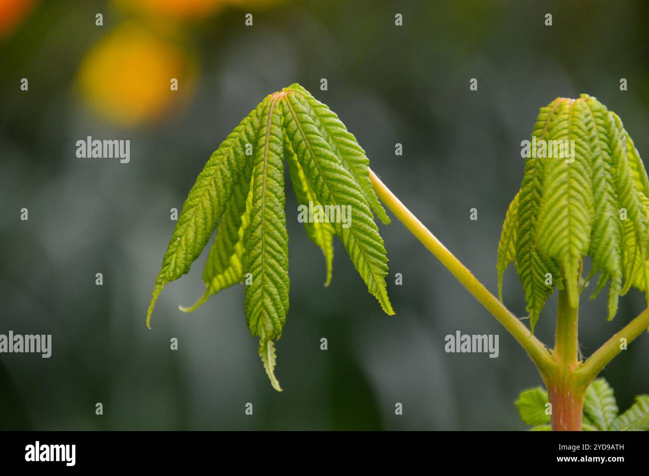 Newly Formed Horse Chestnut 'Aesculus Hippocastanum' Bud Leaves on ...