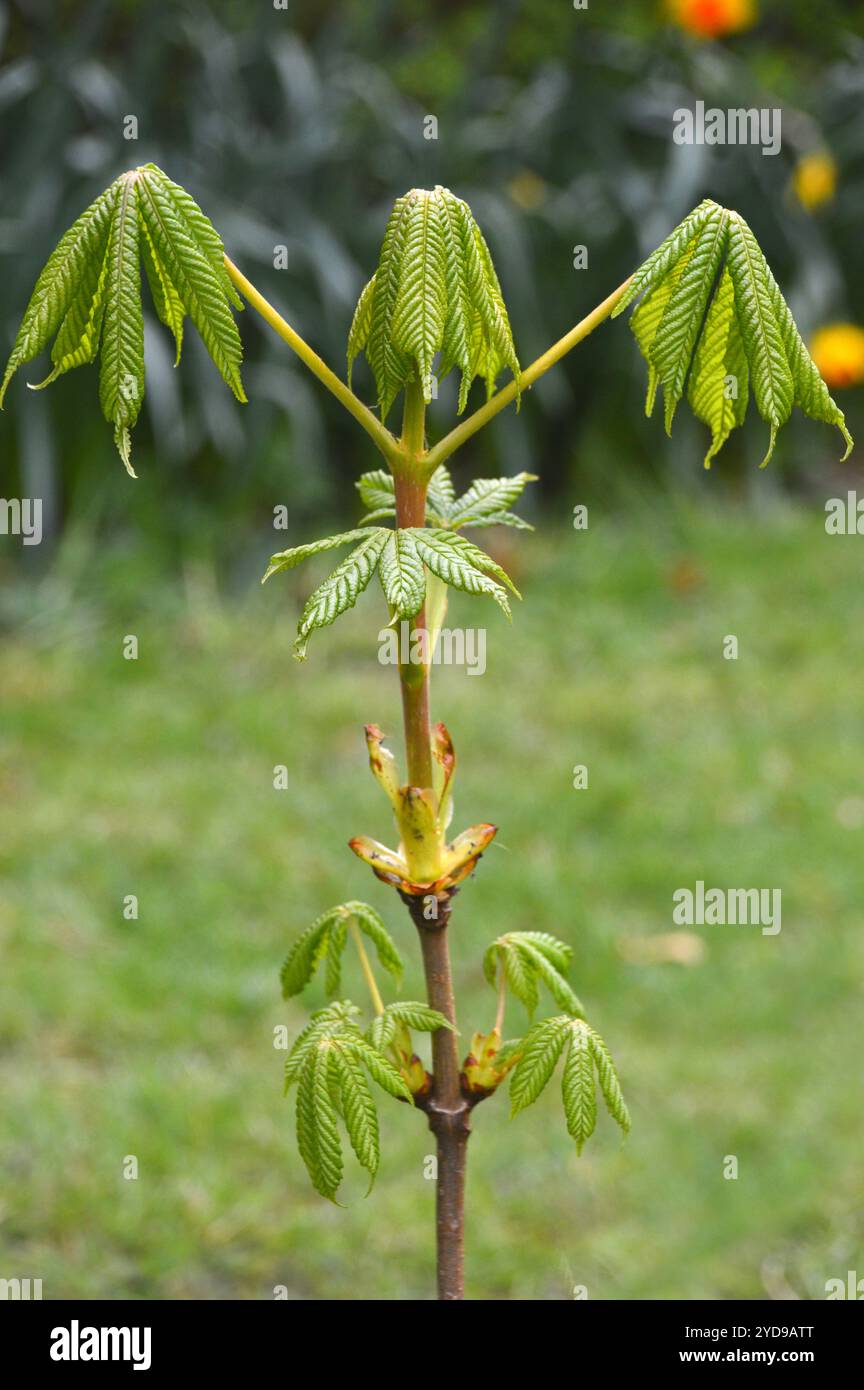 Newly Formed Horse Chestnut 'Aesculus Hippocastanum' Bud Leaves on ...
