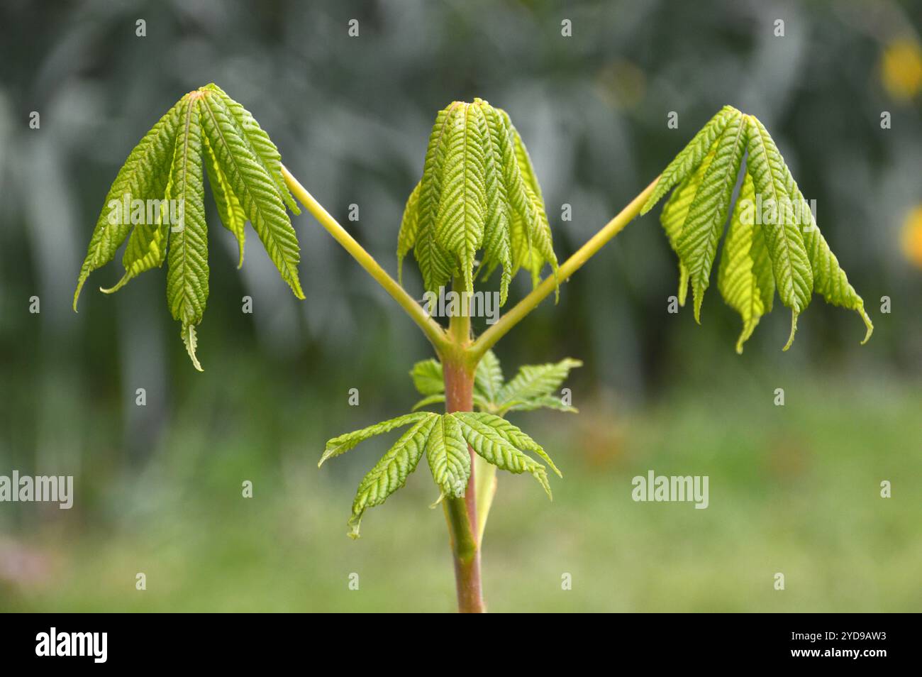 Newly Formed Horse Chestnut 'Aesculus Hippocastanum' Bud Leaves on ...