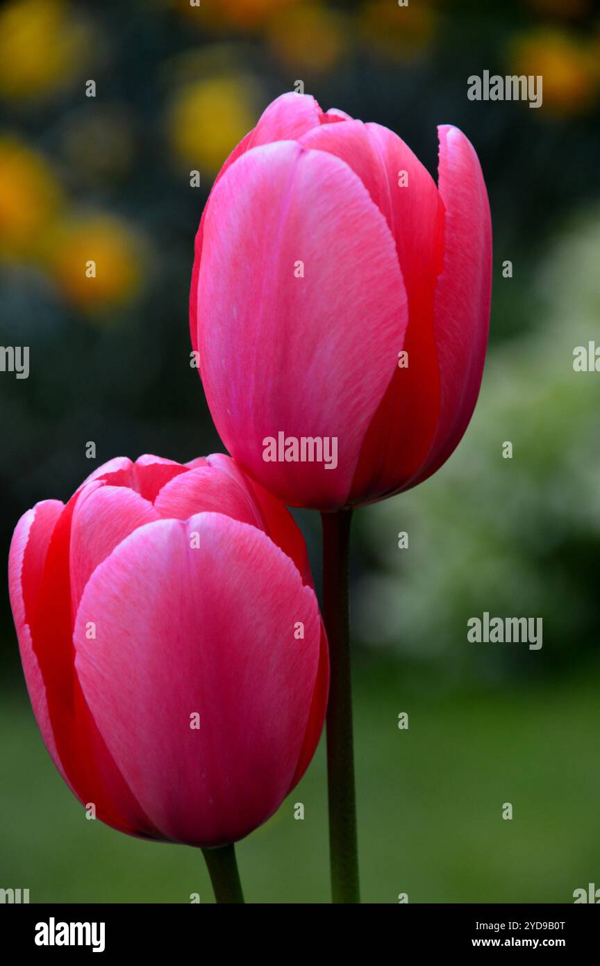 Pair of Pink Darwin Hybrid Tulipa 'Pink Impression' Tulips on Display ...