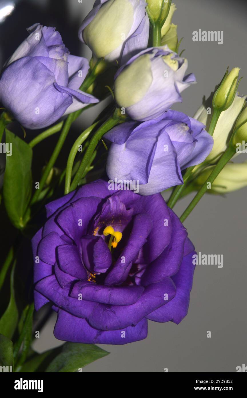 Purple Cut Flowers Eustoma Grandiflorum 'Lisianthus' (Blue Field Daisy ...