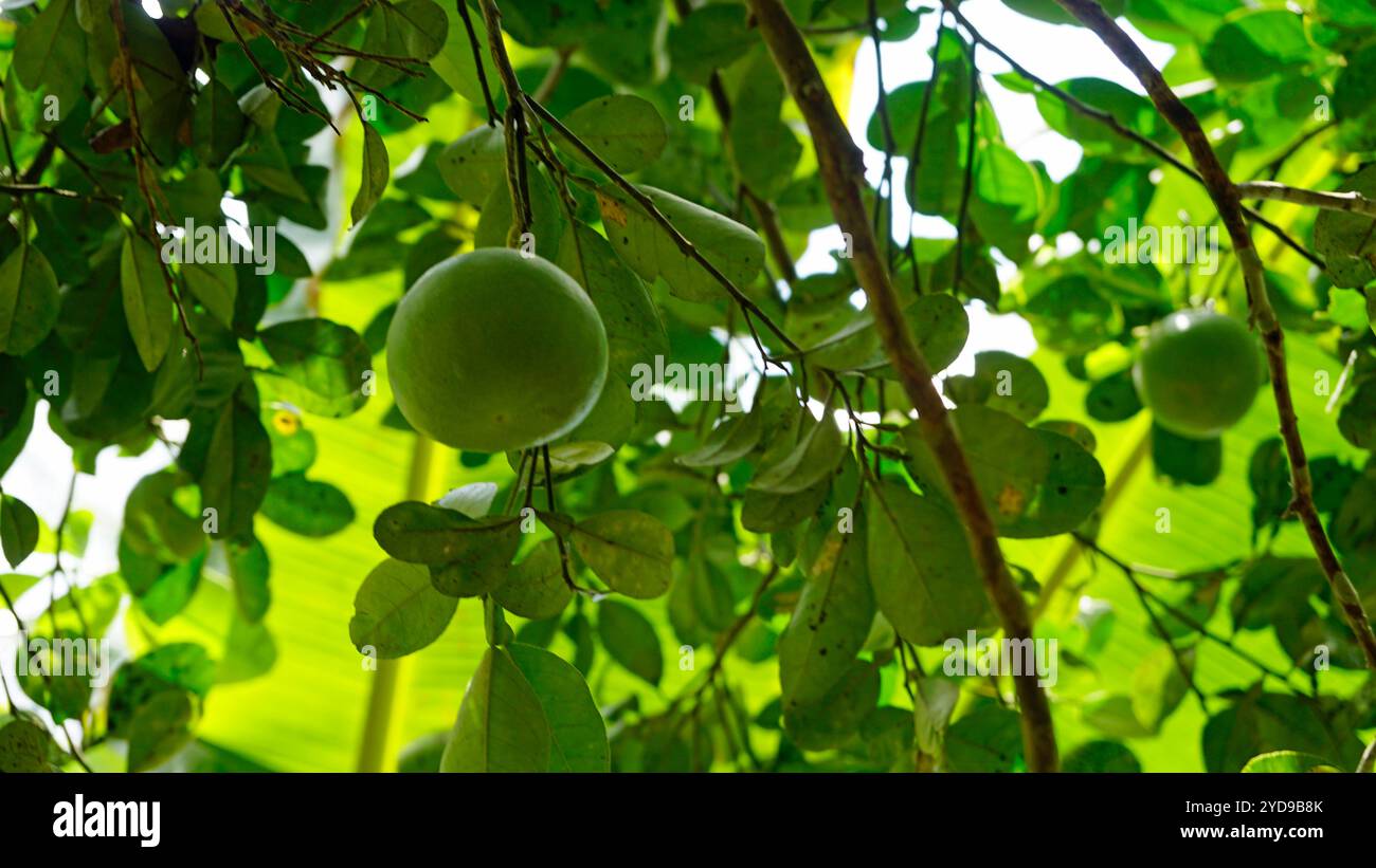 Mango farm tanzania hi-res stock photography and images - Alamy