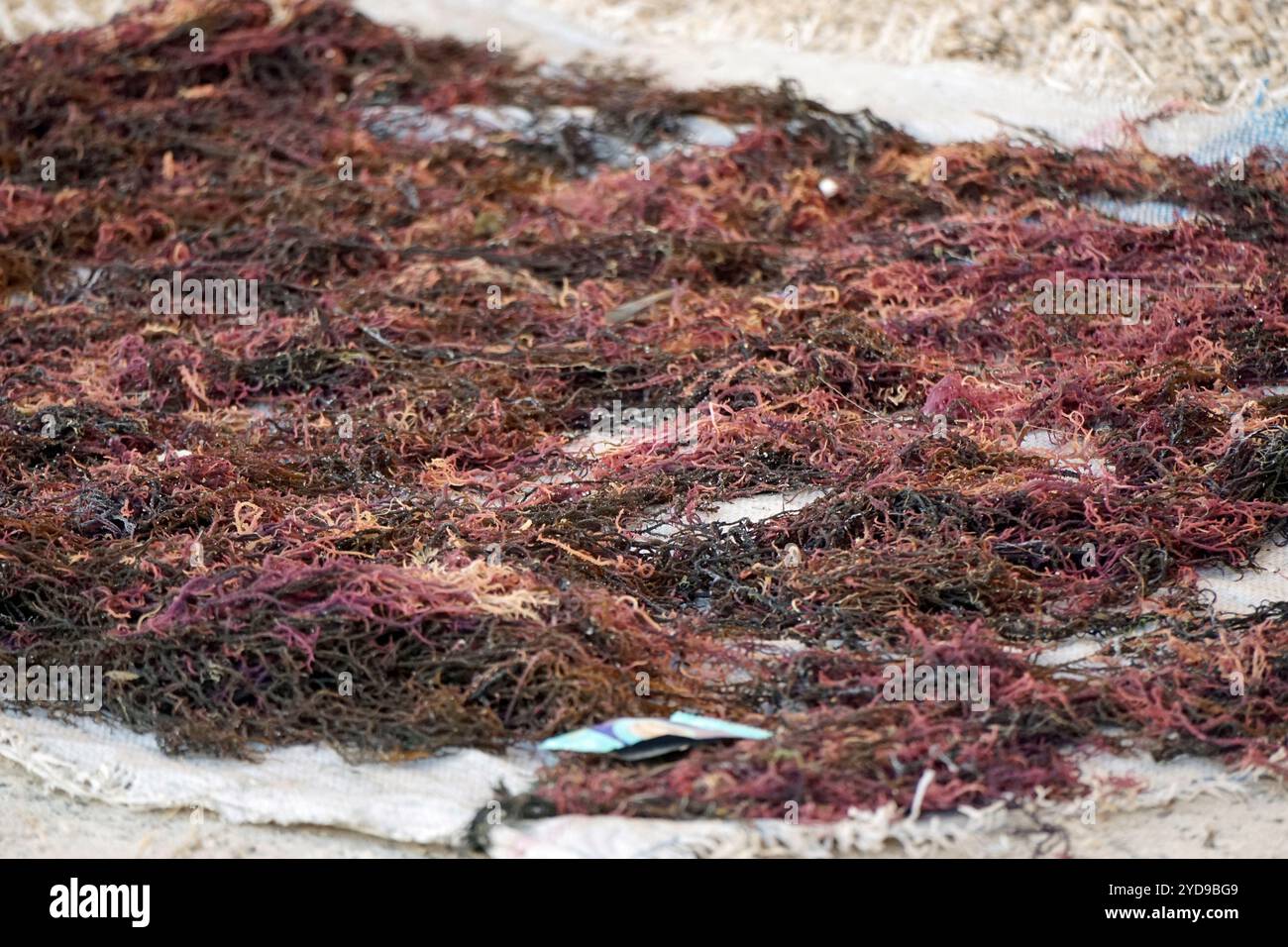 drying seaweed in a village at zanzibar Stock Photo - Alamy