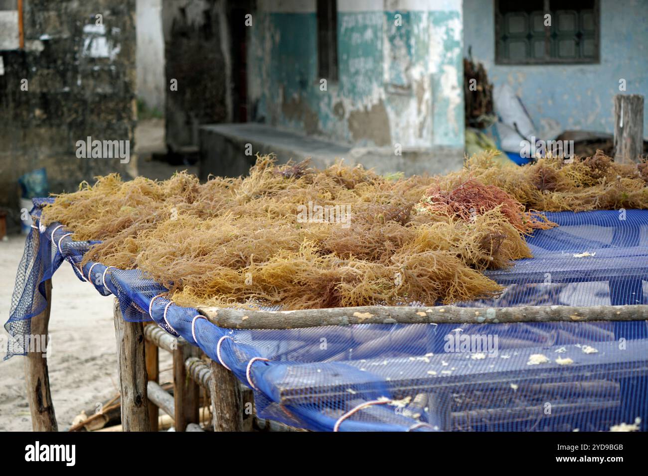 drying seaweed in a village at zanzibar Stock Photo - Alamy
