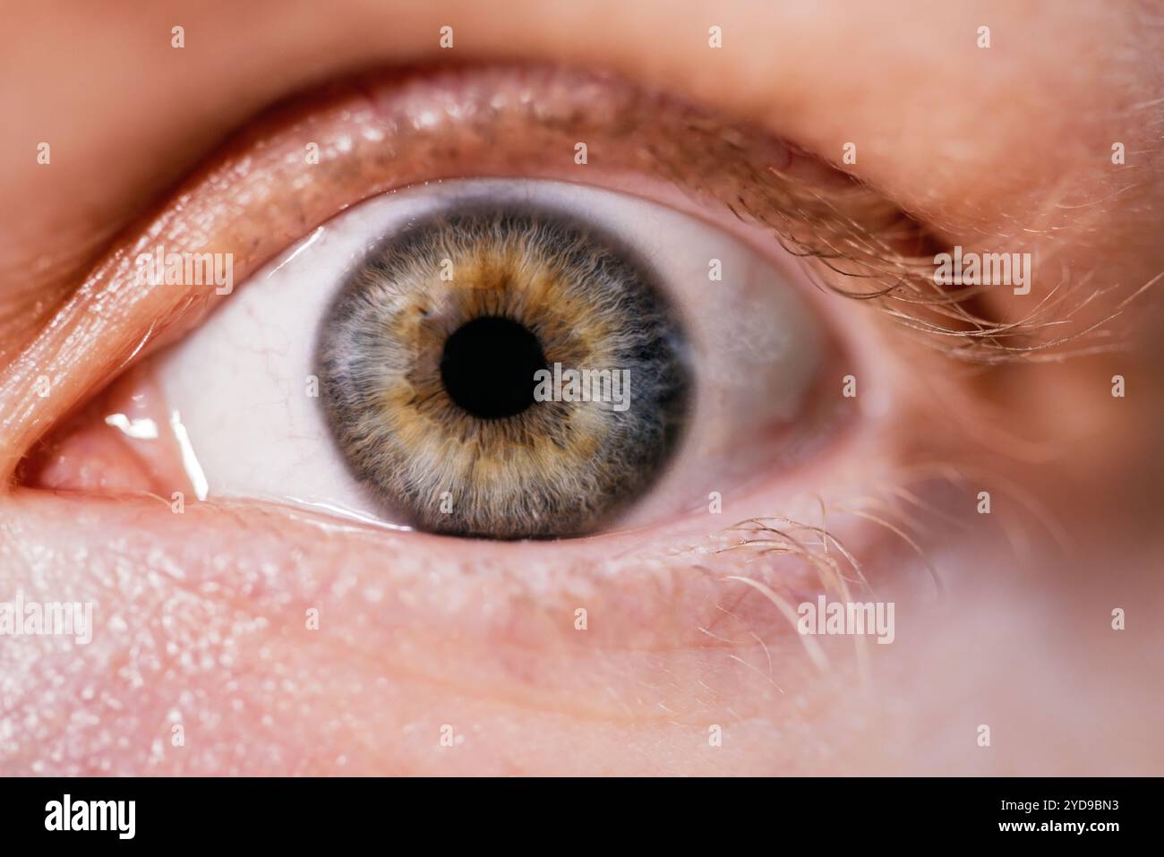 Macro photo of human eye looking. close-up detail of green eye. Health ...