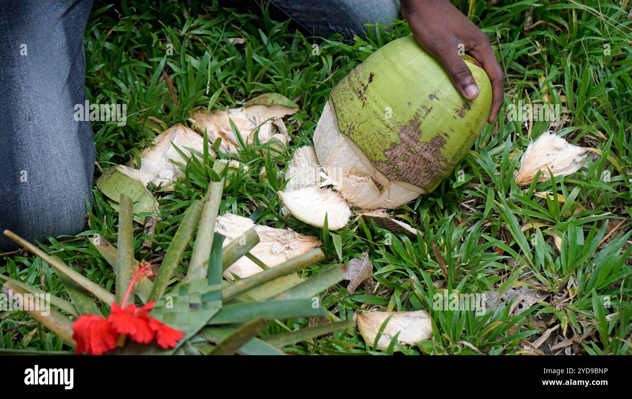 ripe exotic coconut on zanzibar island Stock Photo - Alamy