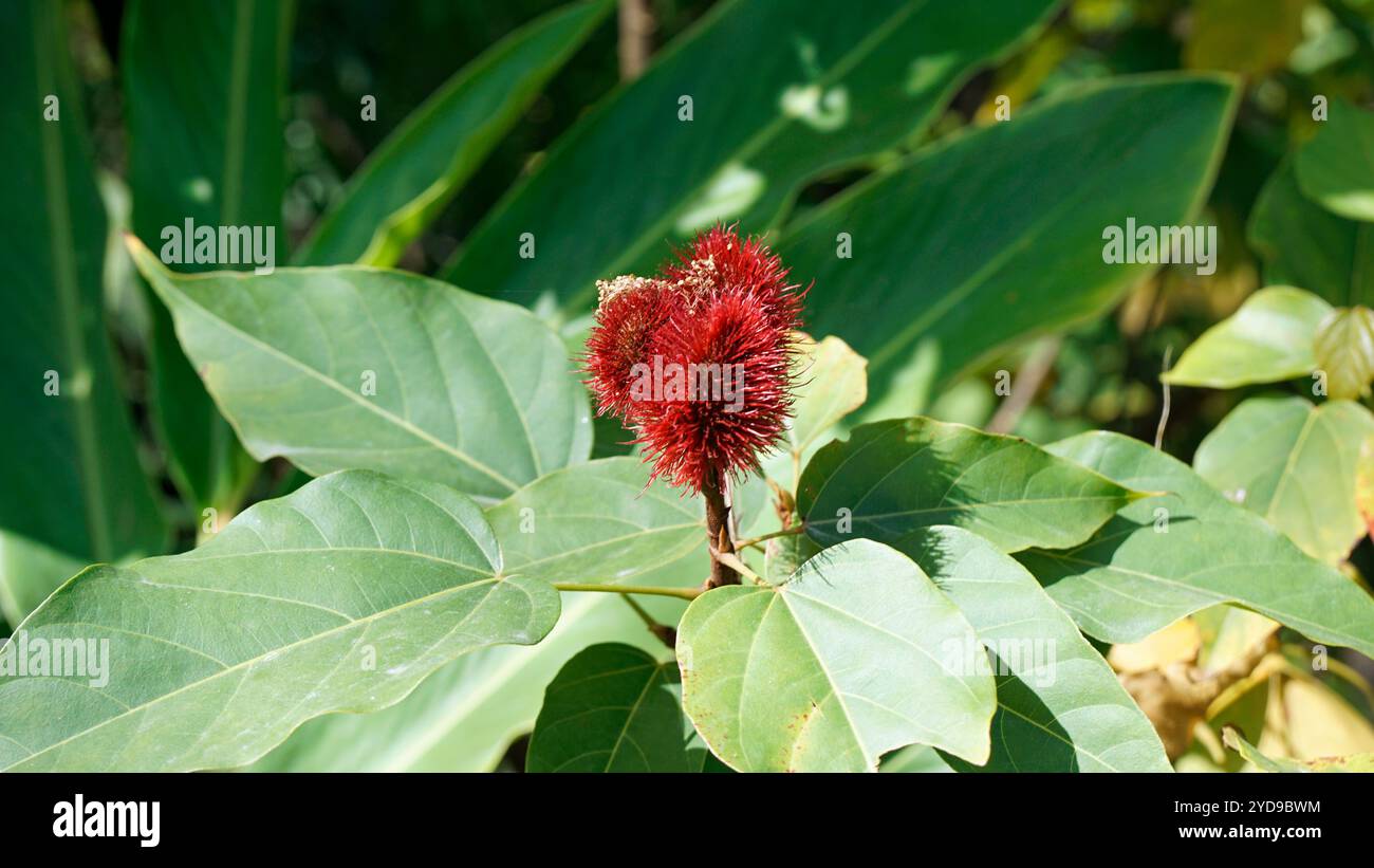 Lipstick tree hi-res stock photography and images - Alamy