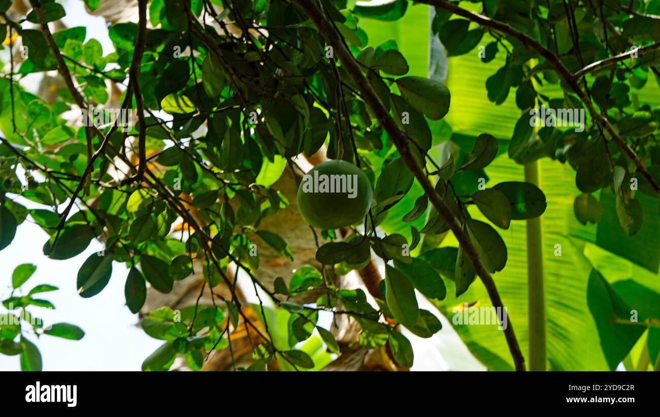 sour mangg tree on zanzibar island Stock Photo - Alamy