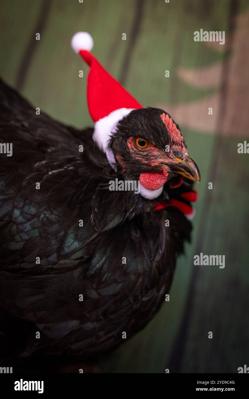 Chicken dressed in Santa Hat and scarf for Christmas Stock Photo - Alamy