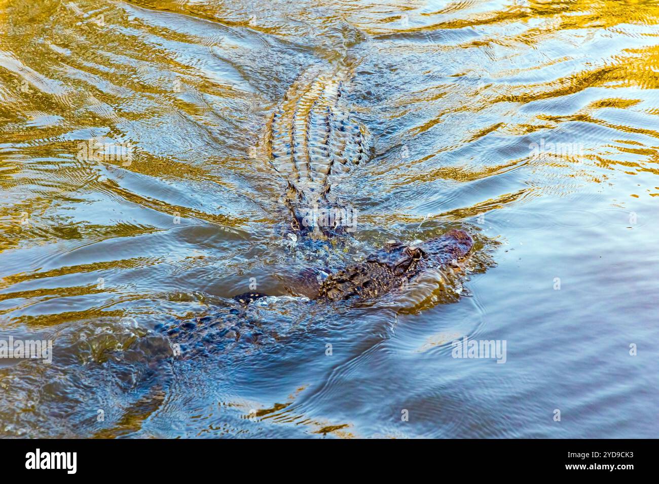Feeding of alligators Stock Photo - Alamy