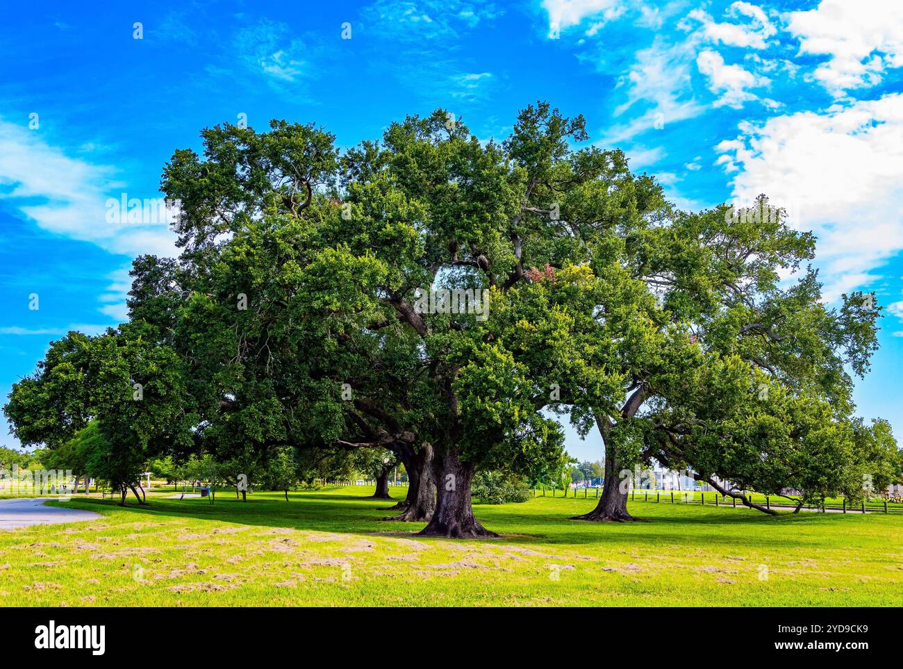 The magnificent City Park. Unforgettable New Orleans. Centenary oak ...