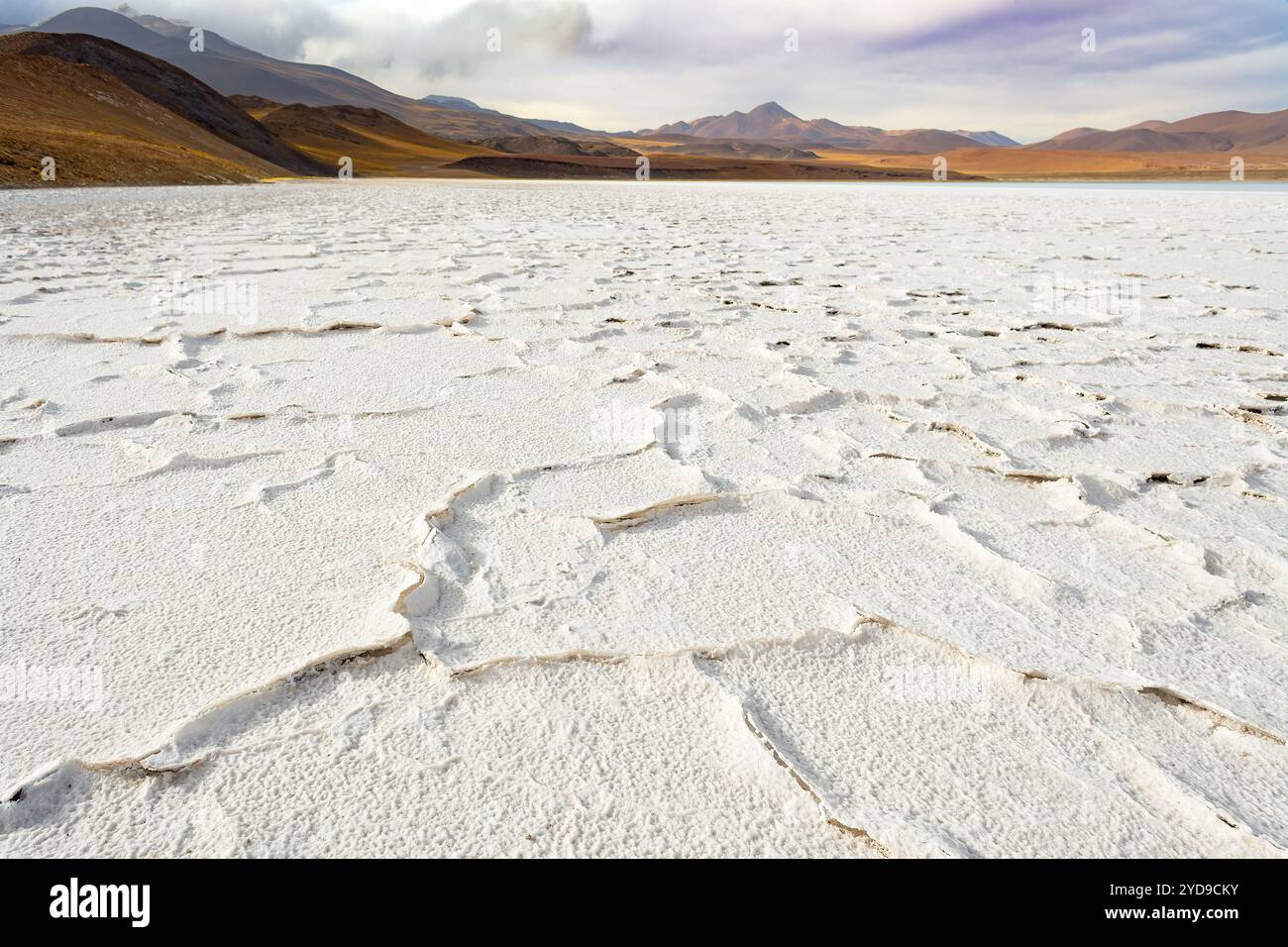 Salt crust in the shore of lagoon and salt lake Tuyajto, Altiplano ...