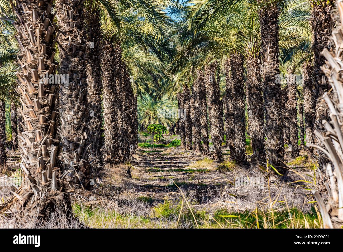 The palm grove Stock Photo - Alamy