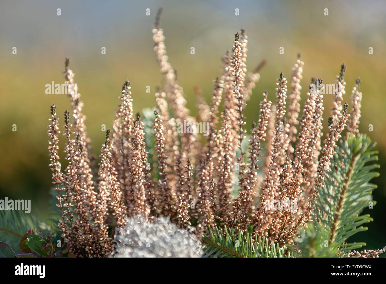Ling plant plants hi-res stock photography and images - Alamy