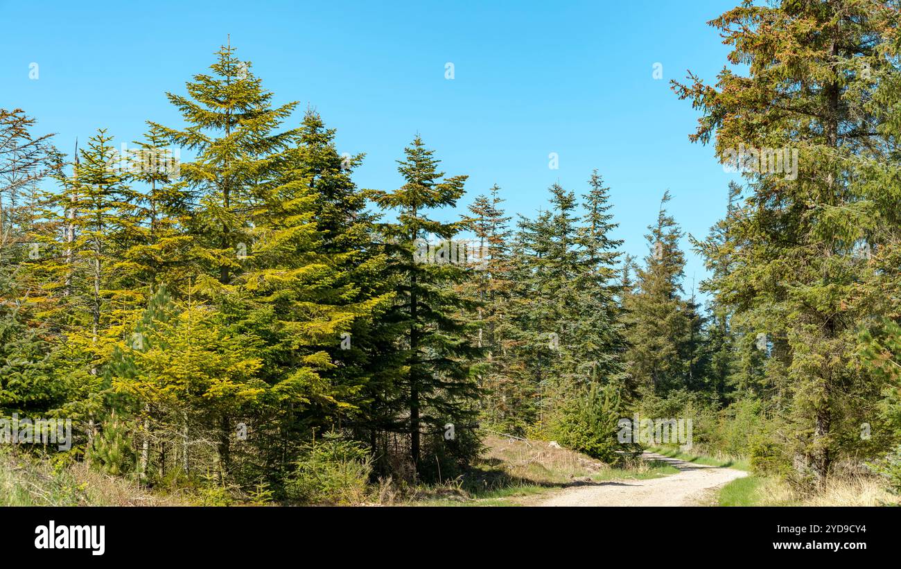 The forest in the National Park Thy at the north sea coast in Denmark ...