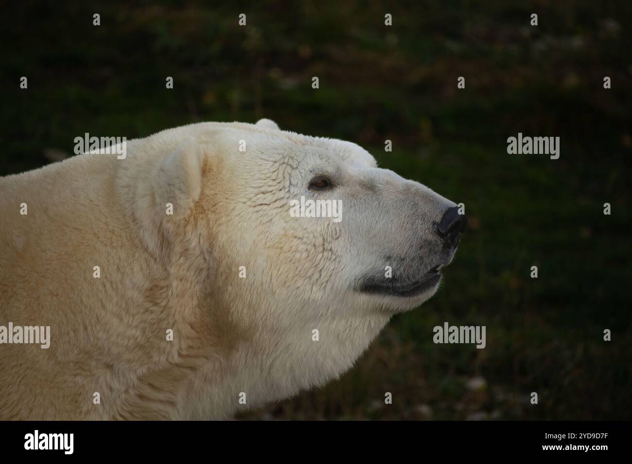 Polar bear. Ursus maritimus. Wild arctic animal Stock Photo - Alamy