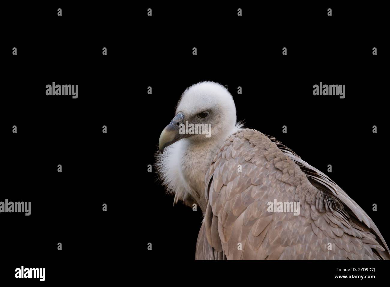 The Himalayan Griffon Vulture (Gyps himalayensis) is an Old World ...