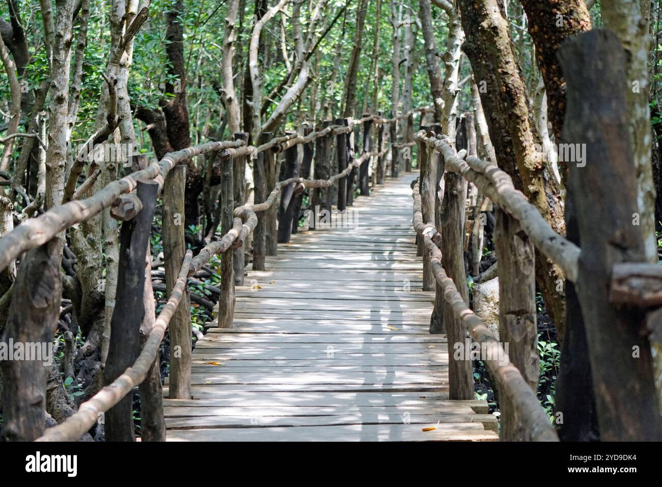 wooden path through jozani mangrove forest on zanzibar Stock Photo - Alamy