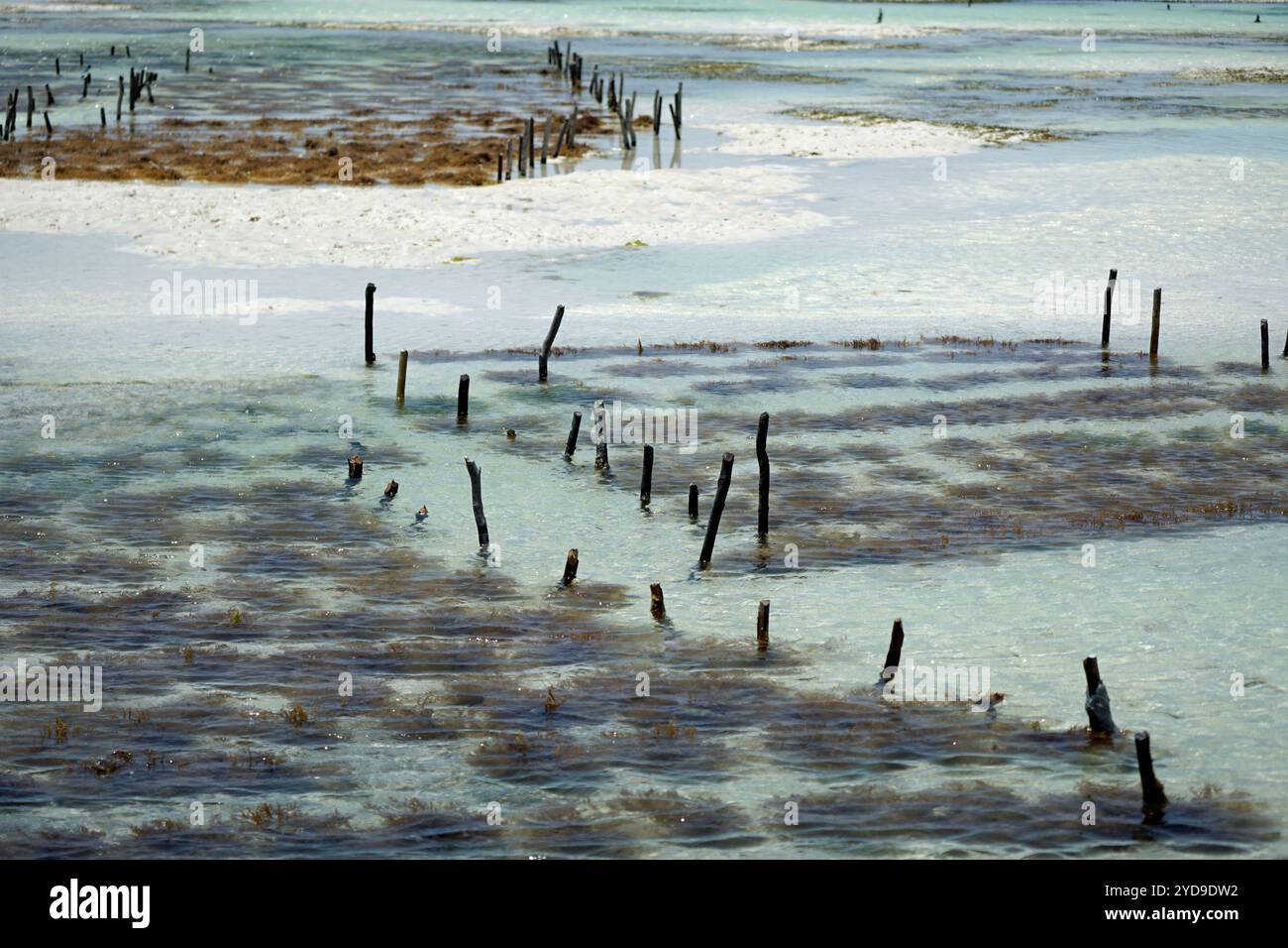 sea weed plantation at the coast of zanzibar island Stock Photo - Alamy