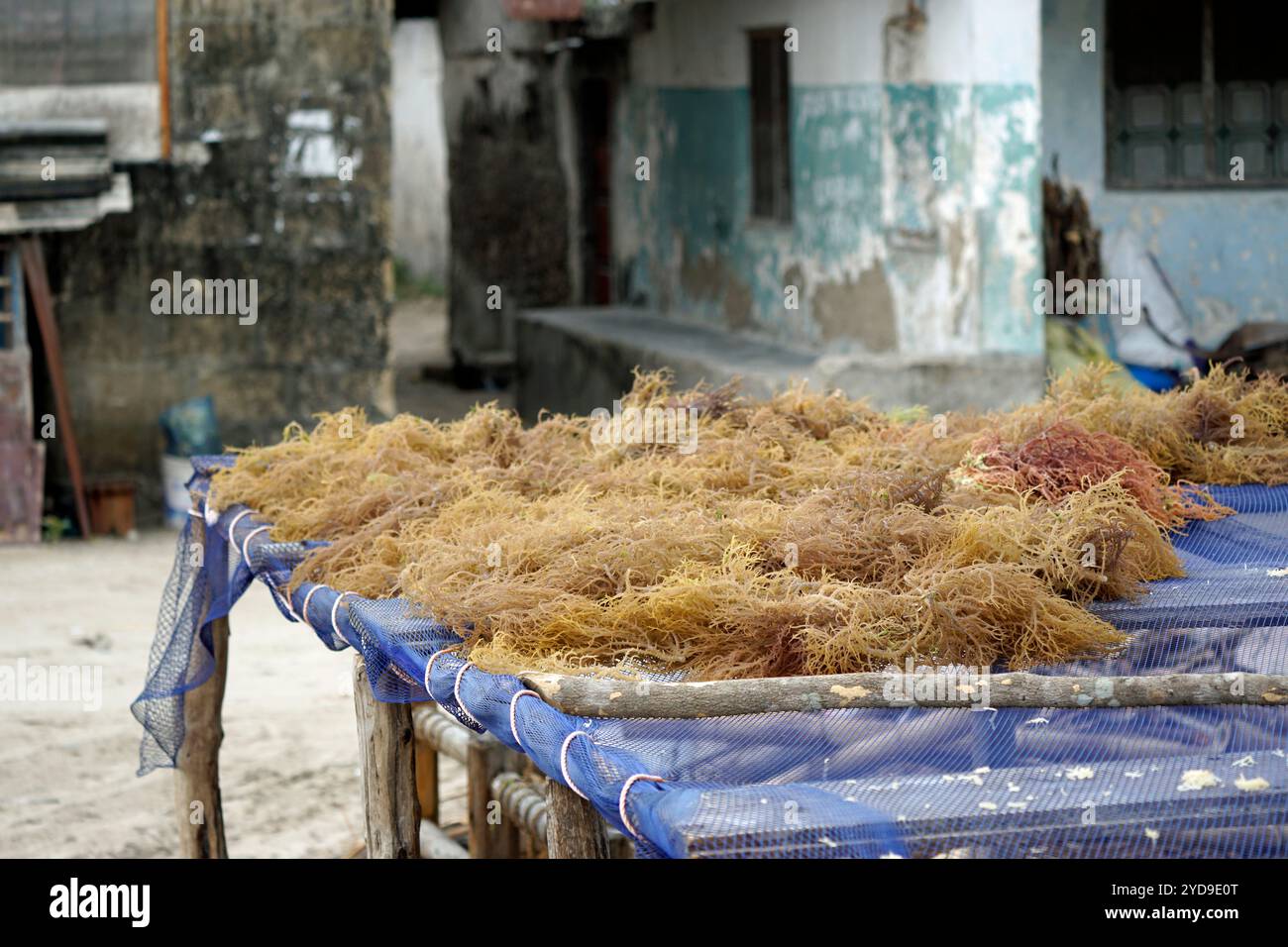 drying seaweed in a village at zanzibar Stock Photo - Alamy