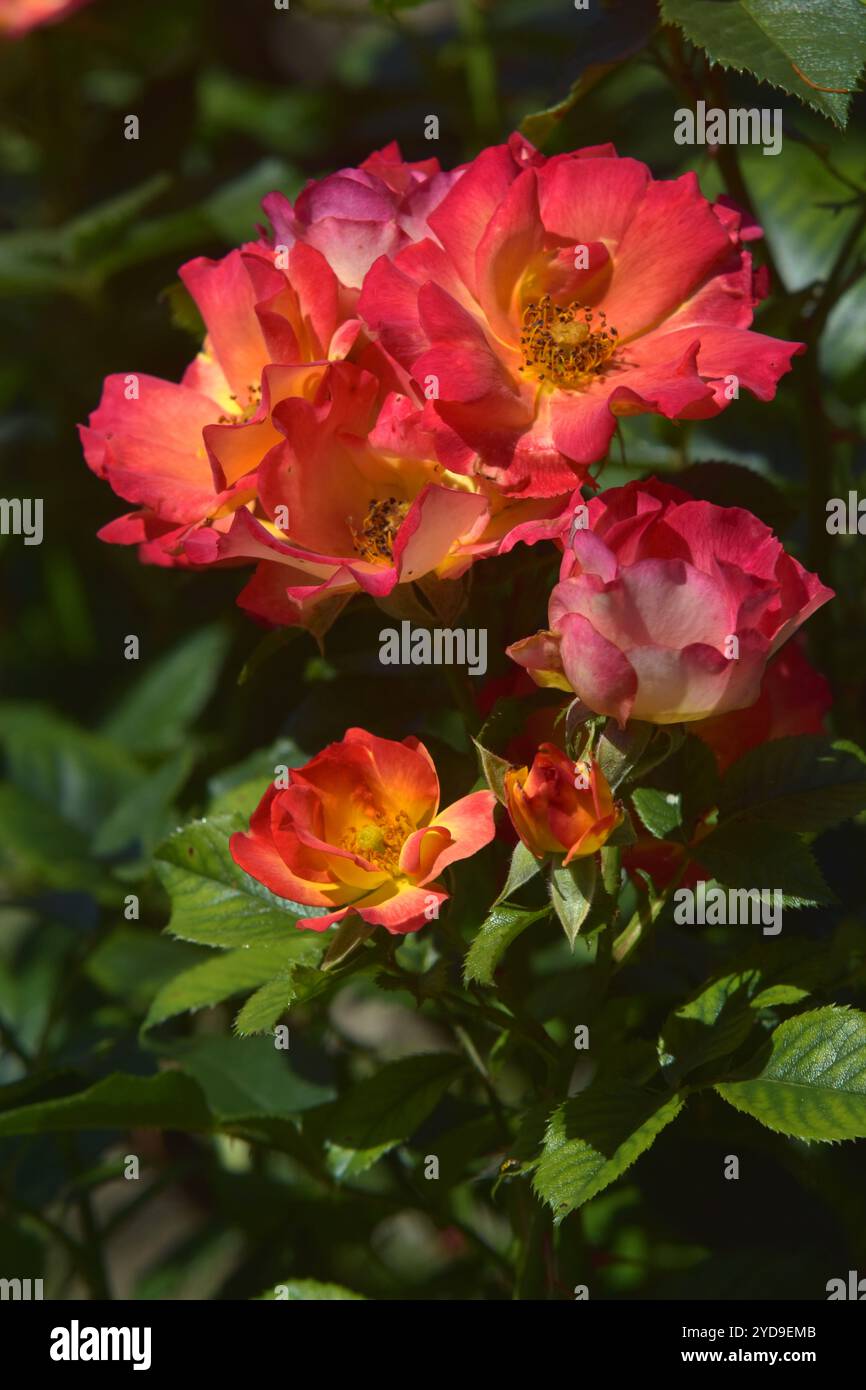 Rabatten rosen hi-res stock photography and images - Alamy