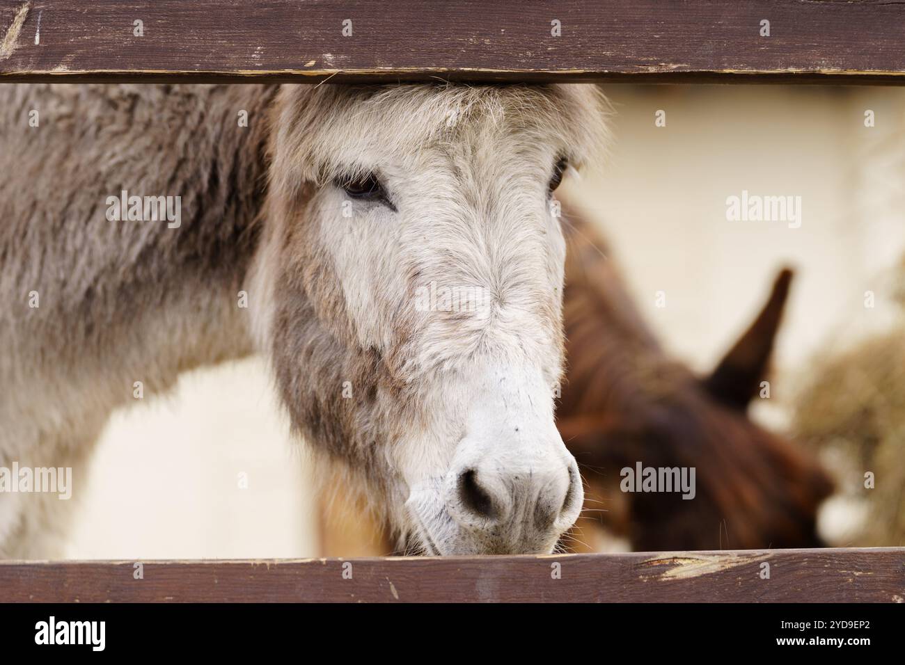 Close-up donkey gazing directly at the camera with an expression of ...