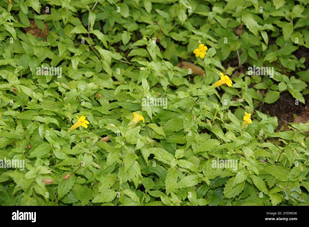 Mimulus dentatus Syn. Erythranthe dentata, Coastal monkeyflower Stock ...