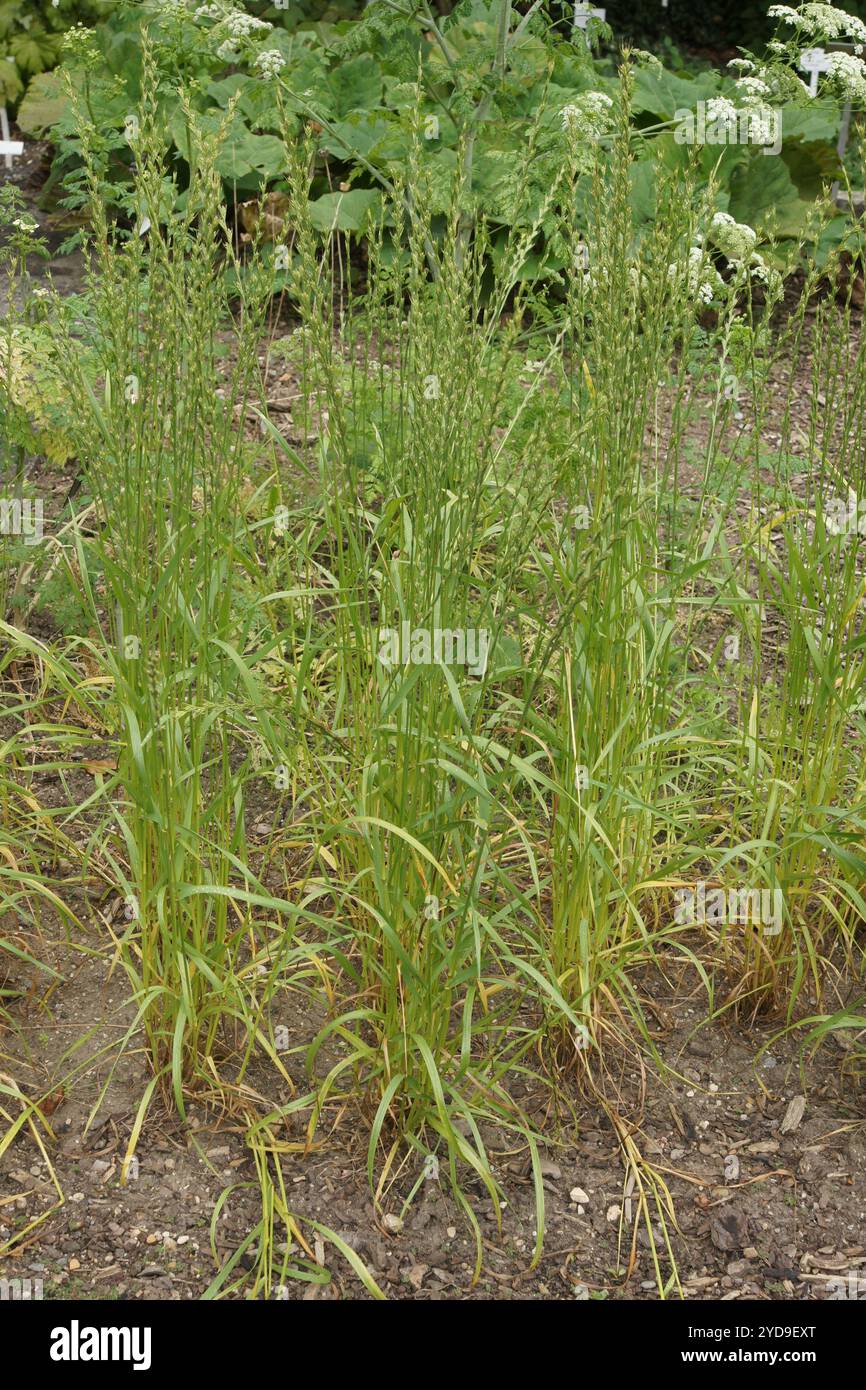 Lolium temulentum hi-res stock photography and images - Alamy