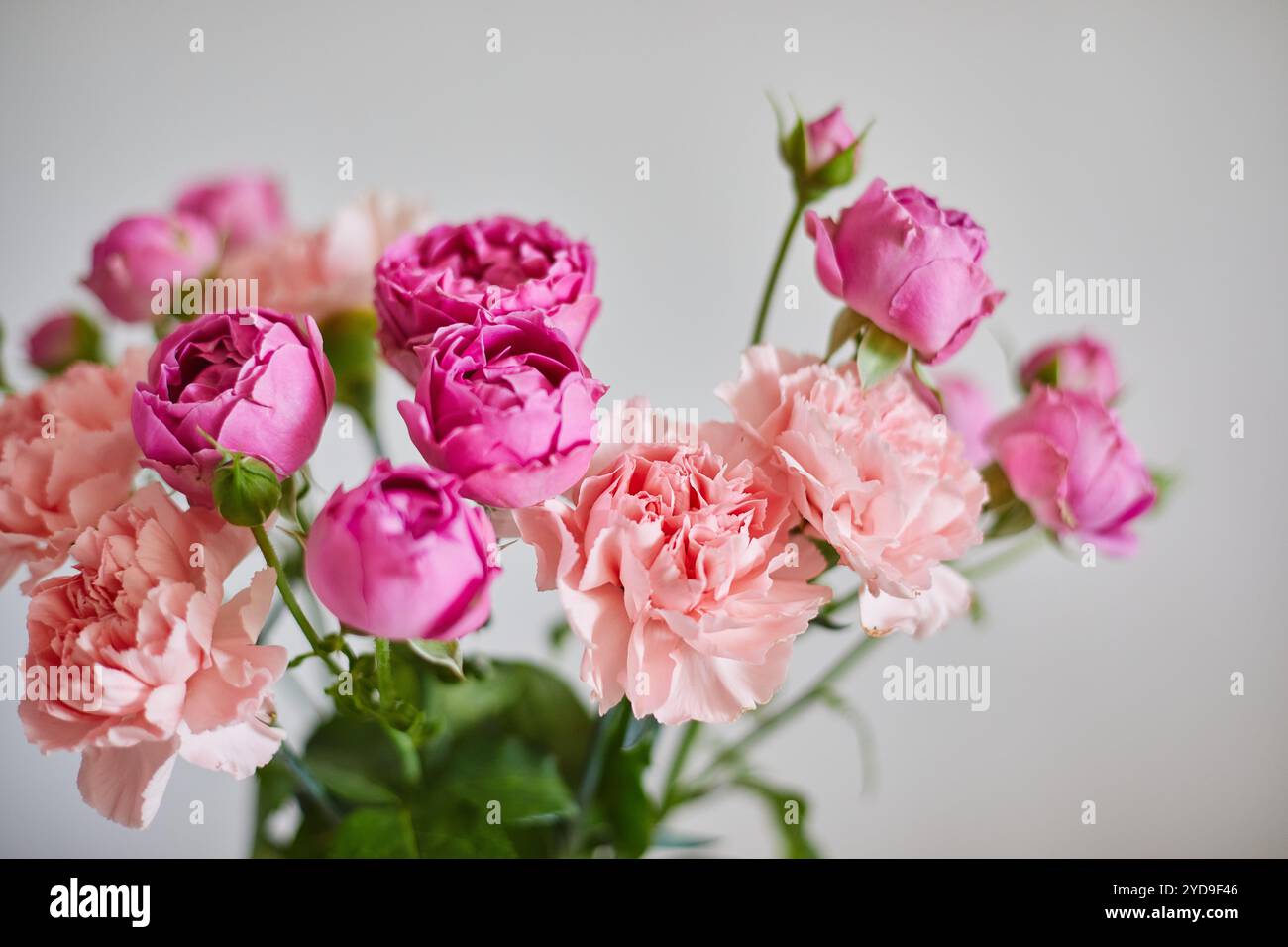 Bouquet of lilac roses and pink carnations Stock Photo - Alamy