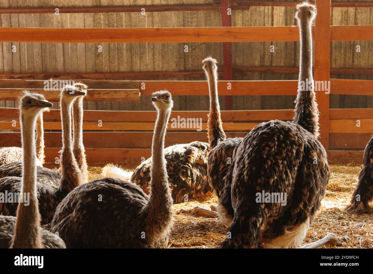 Ostrich stands tall and proud in a traditional barn setting, showcasing ...