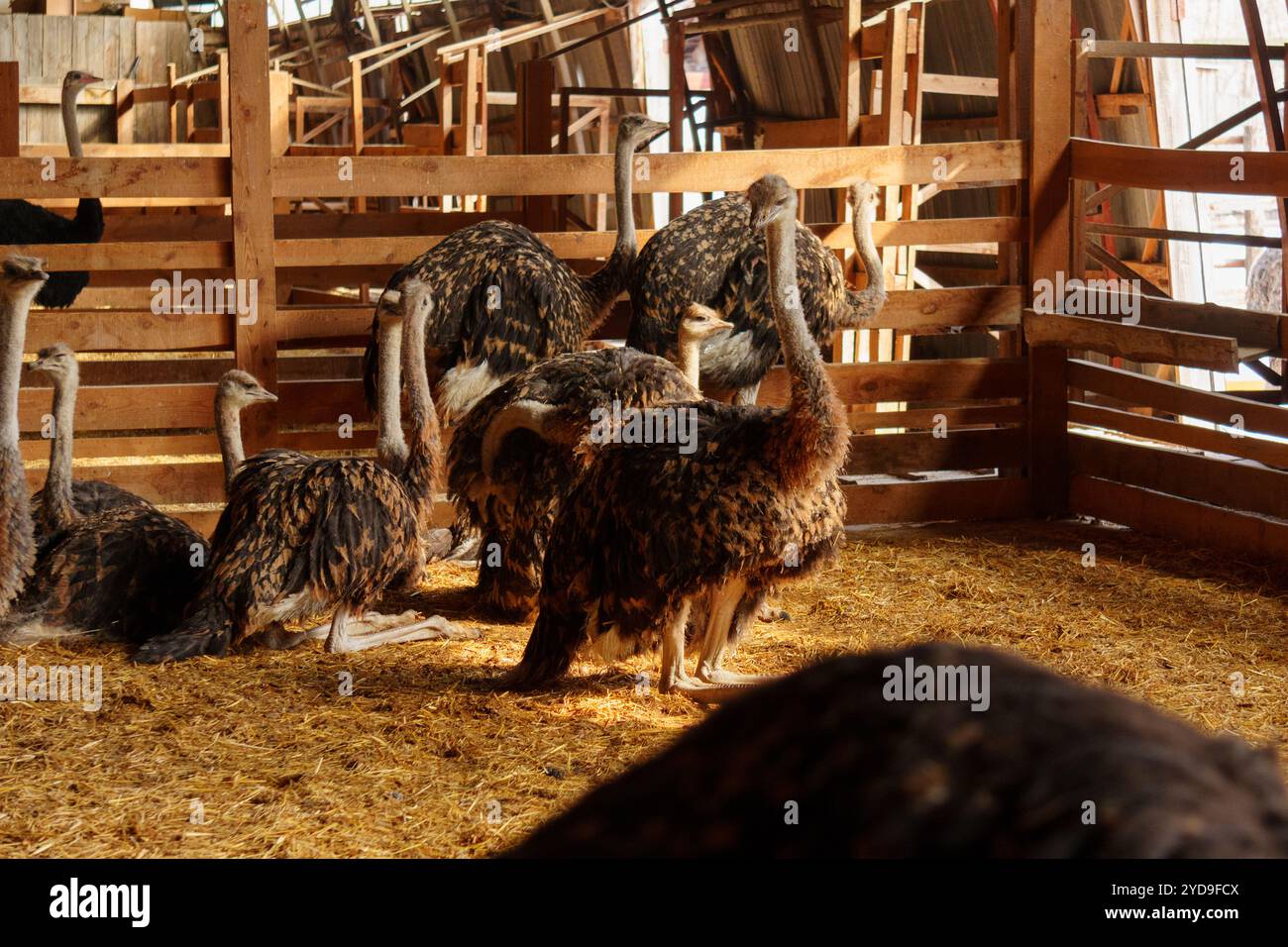 Ostrich confidently struts around the interior of a born on farm ...