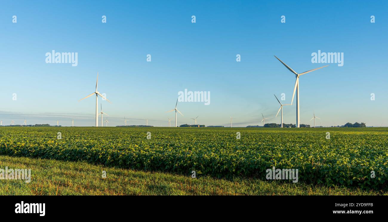 Vast field with a beautiful blue sky above it. In the distance, there are several wind turbines ...