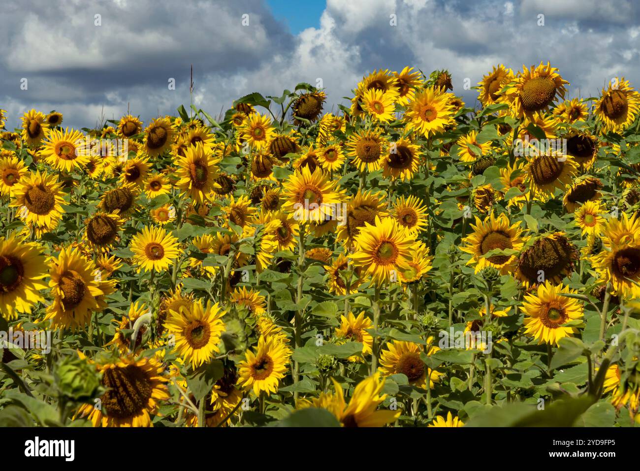 Sunflower field in summer time hi-res stock photography and images - Alamy