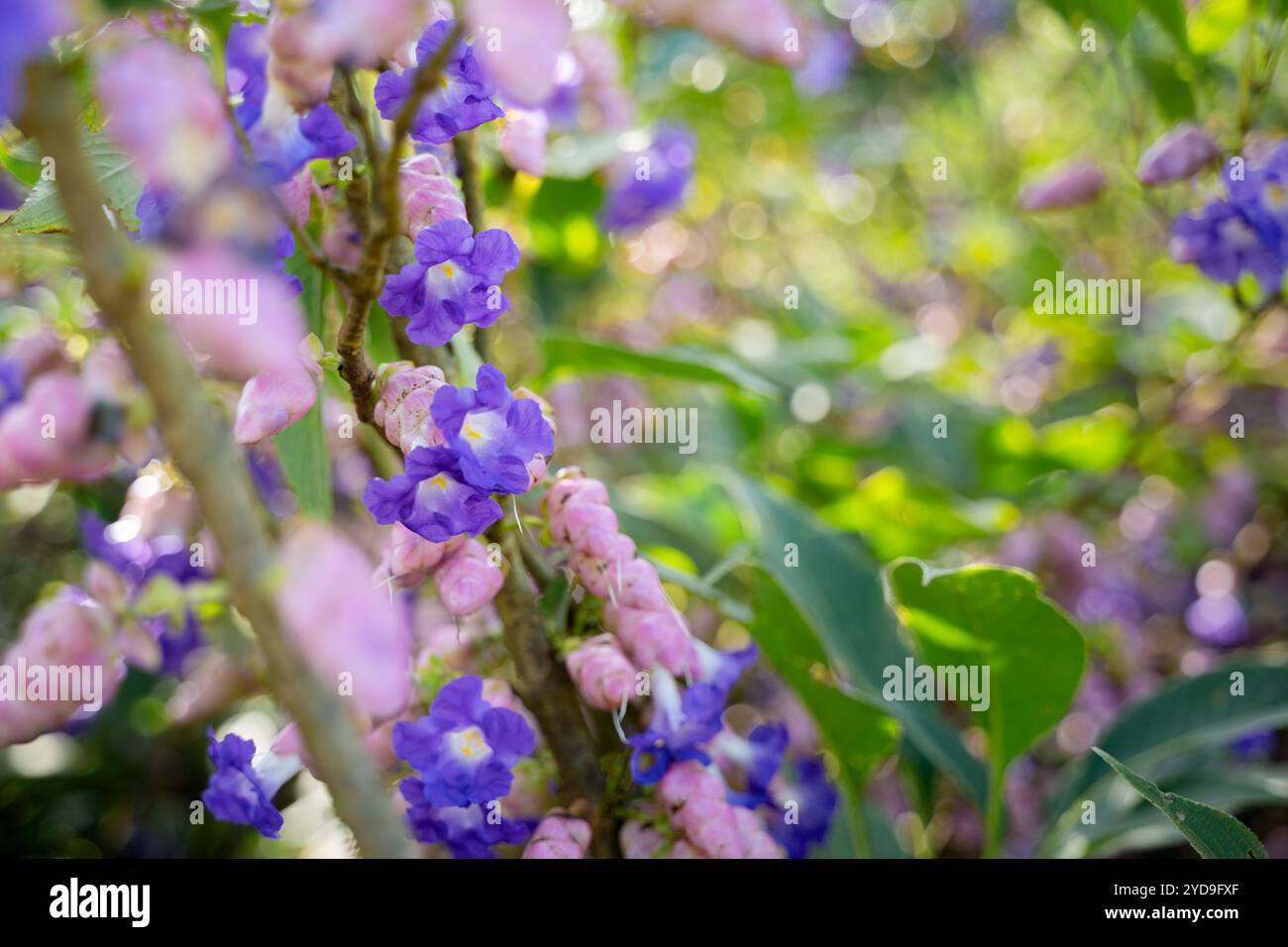 Bloomed flowers of Karvi scientifically known as Strobilanthes callosa ...