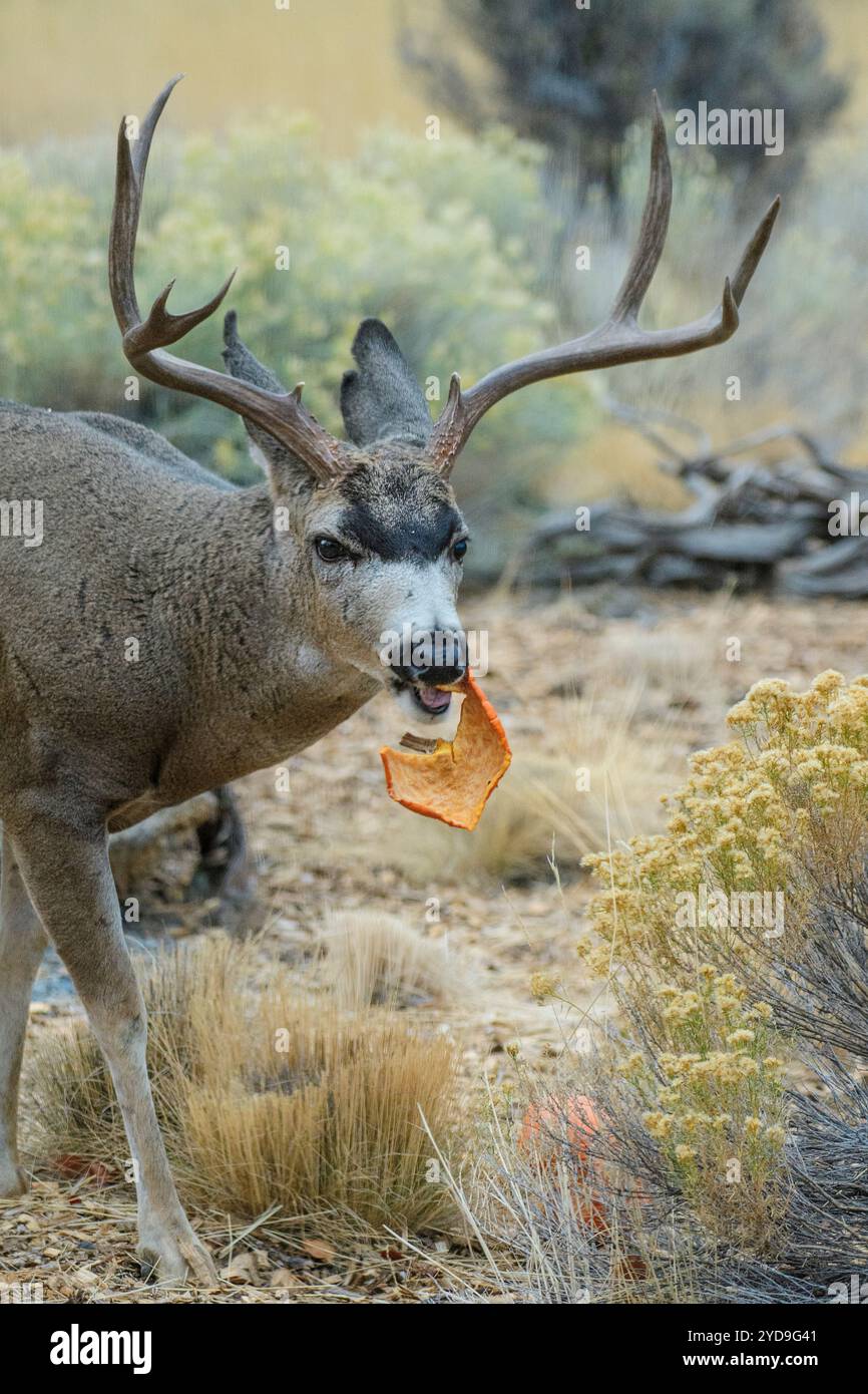 USA, Oregon, Bend, Rancho Las Hierbas, Odocoileus hemionus, Mule deer ...