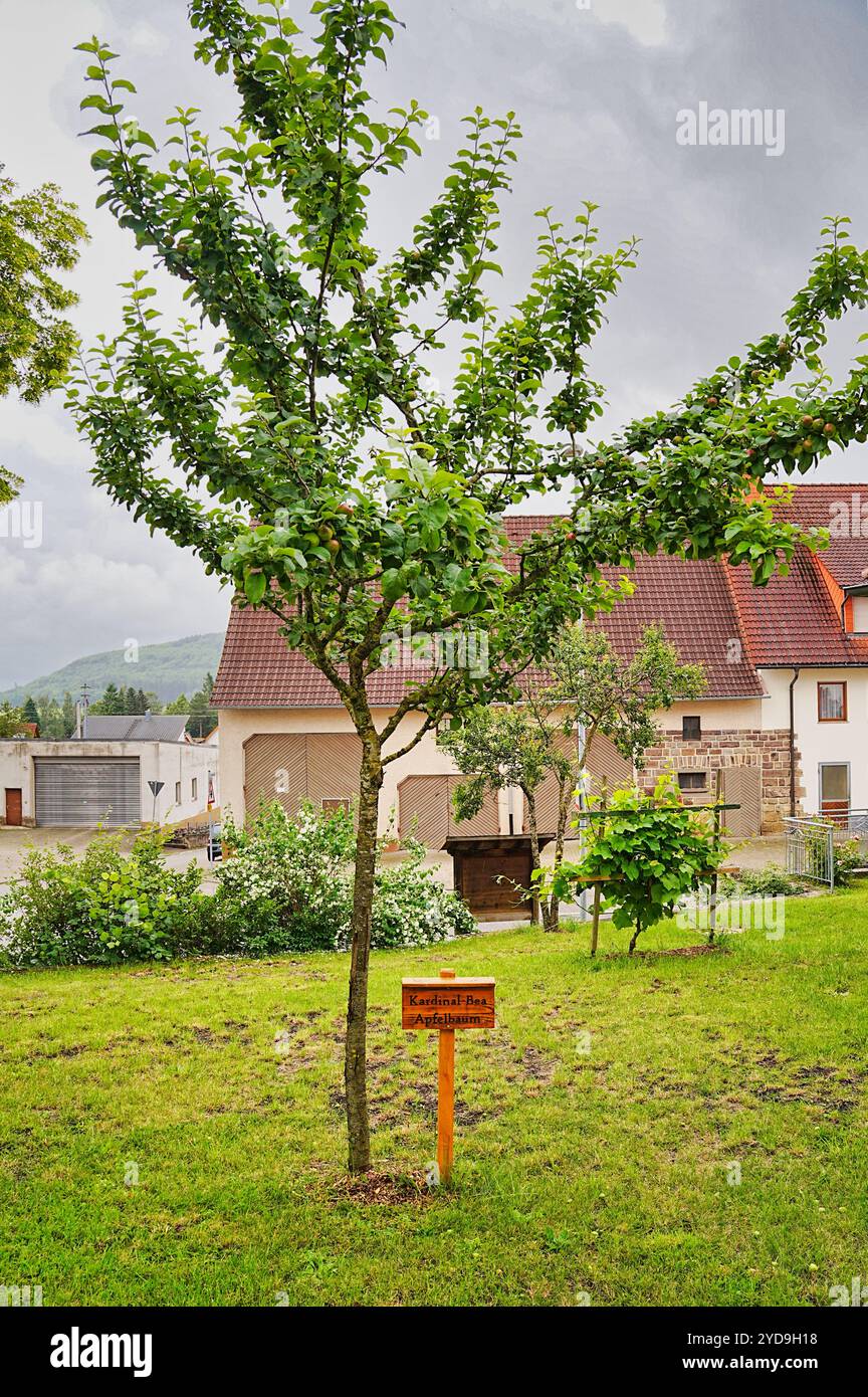 Apple tree; Catholic parish church of St. Genesius, RiedbÃ¶hringen ...