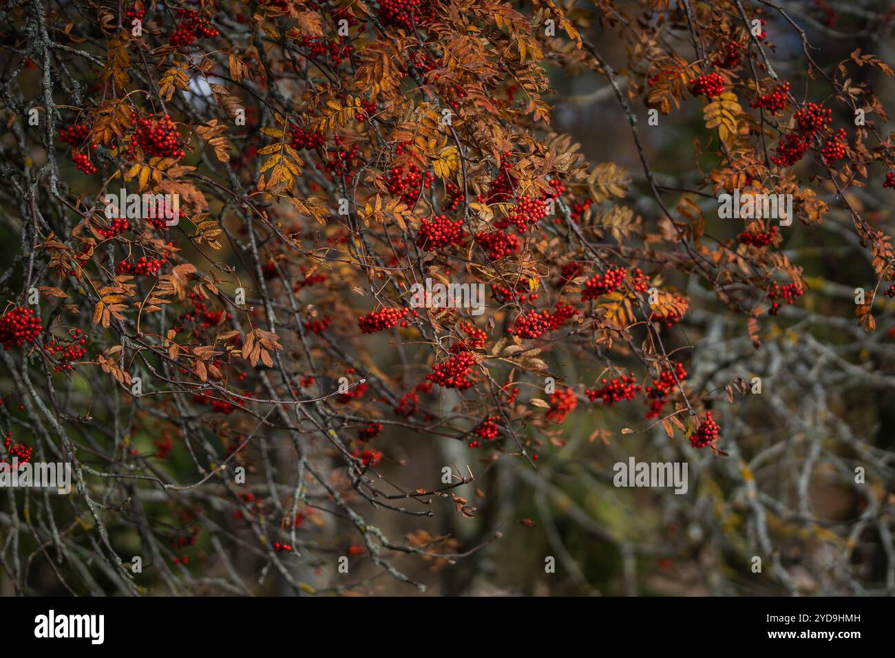Red berries on a Rowan tree, Sorbus aucuparia. Autumn background ...