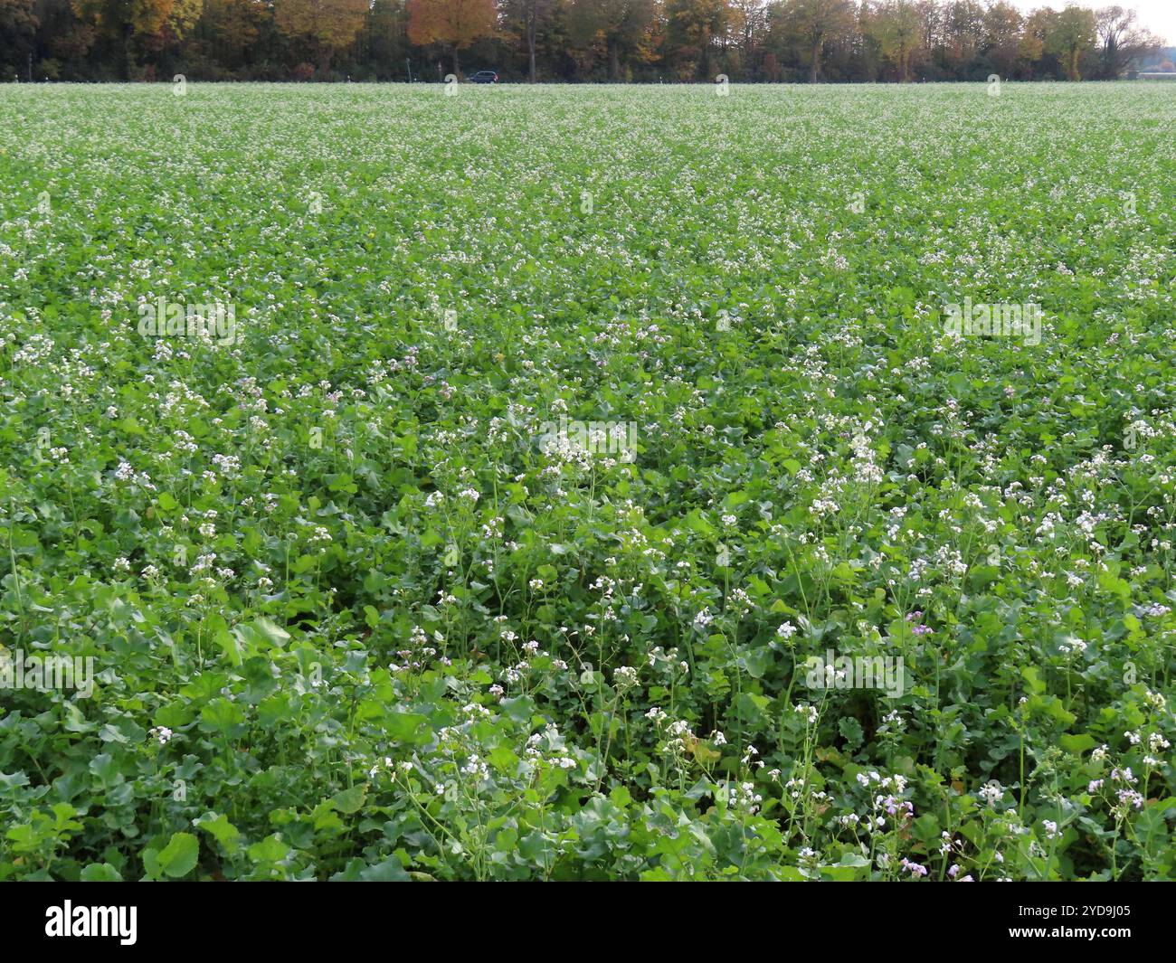 Ruebenpflanze hi-res stock photography and images - Alamy