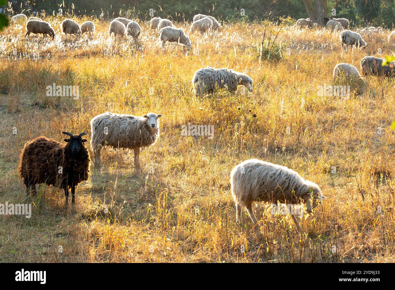 A herd of sheep grazing in a field. The sheep are of different colors ...