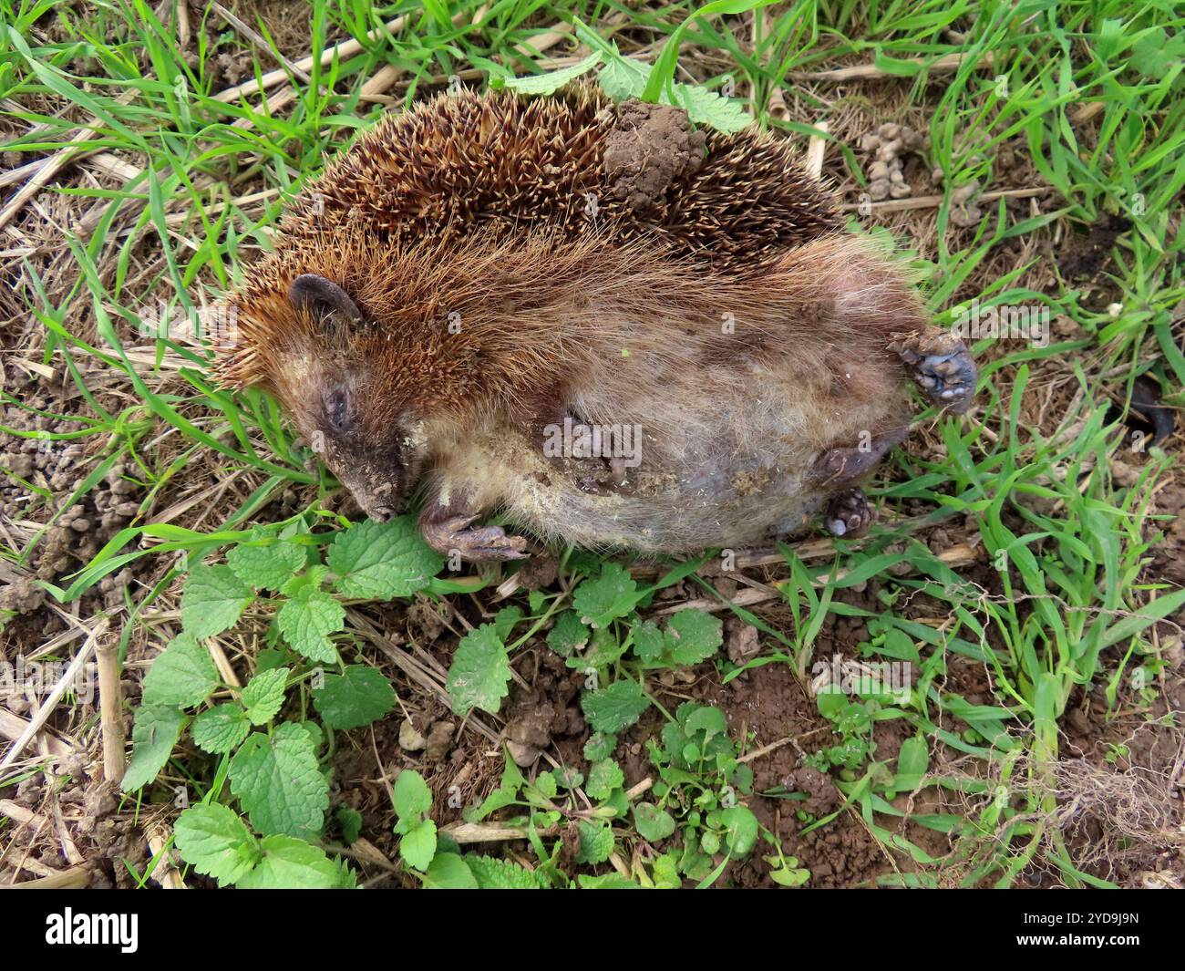 ...wieder ein Igel in der Region als Verkehrsopfer Verkehrsopfer Igel ...