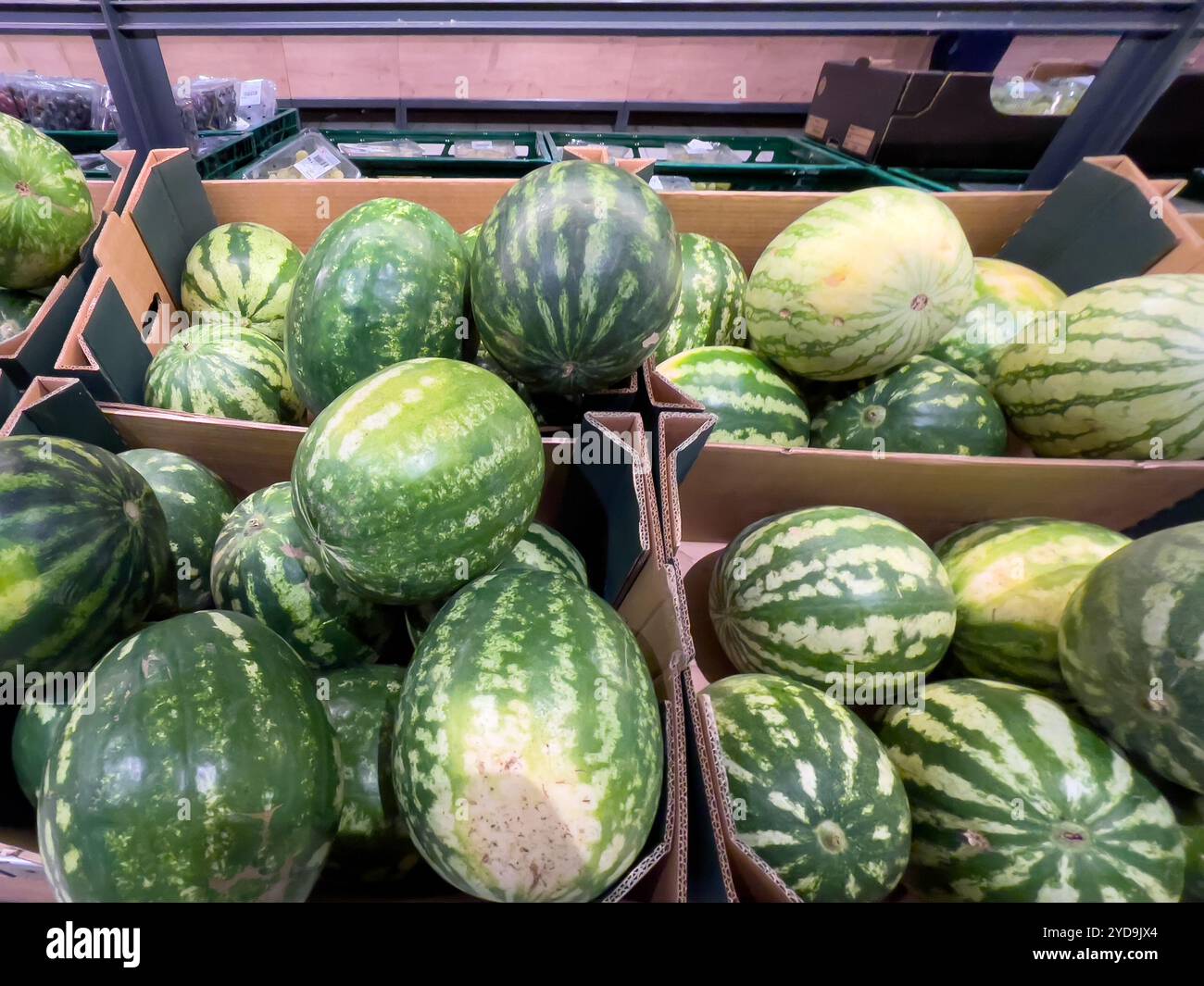 A bunch of watermelons are stacked in a box. The watermelons are green ...