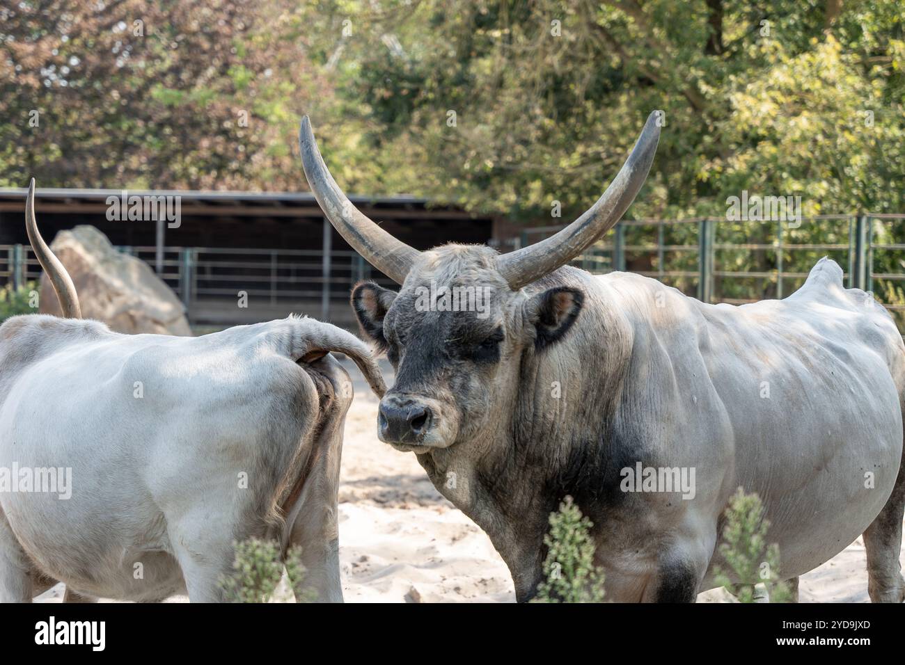 Two cows standing in a field with one of them having a large horn on ...