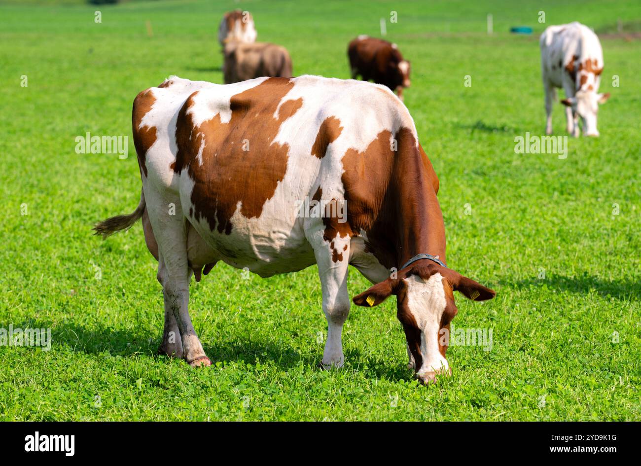 Cows on lawn. Cow grazing on meadow. Holstein cow. Eco cow farming ...