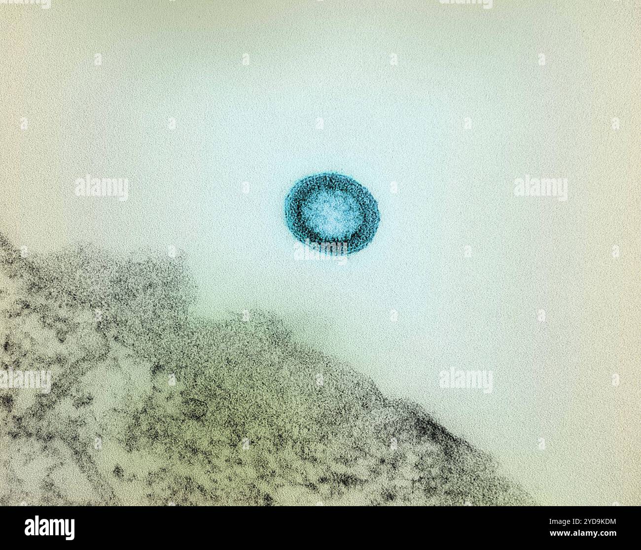 Blood cell light microscope hi-res stock photography and images - Alamy