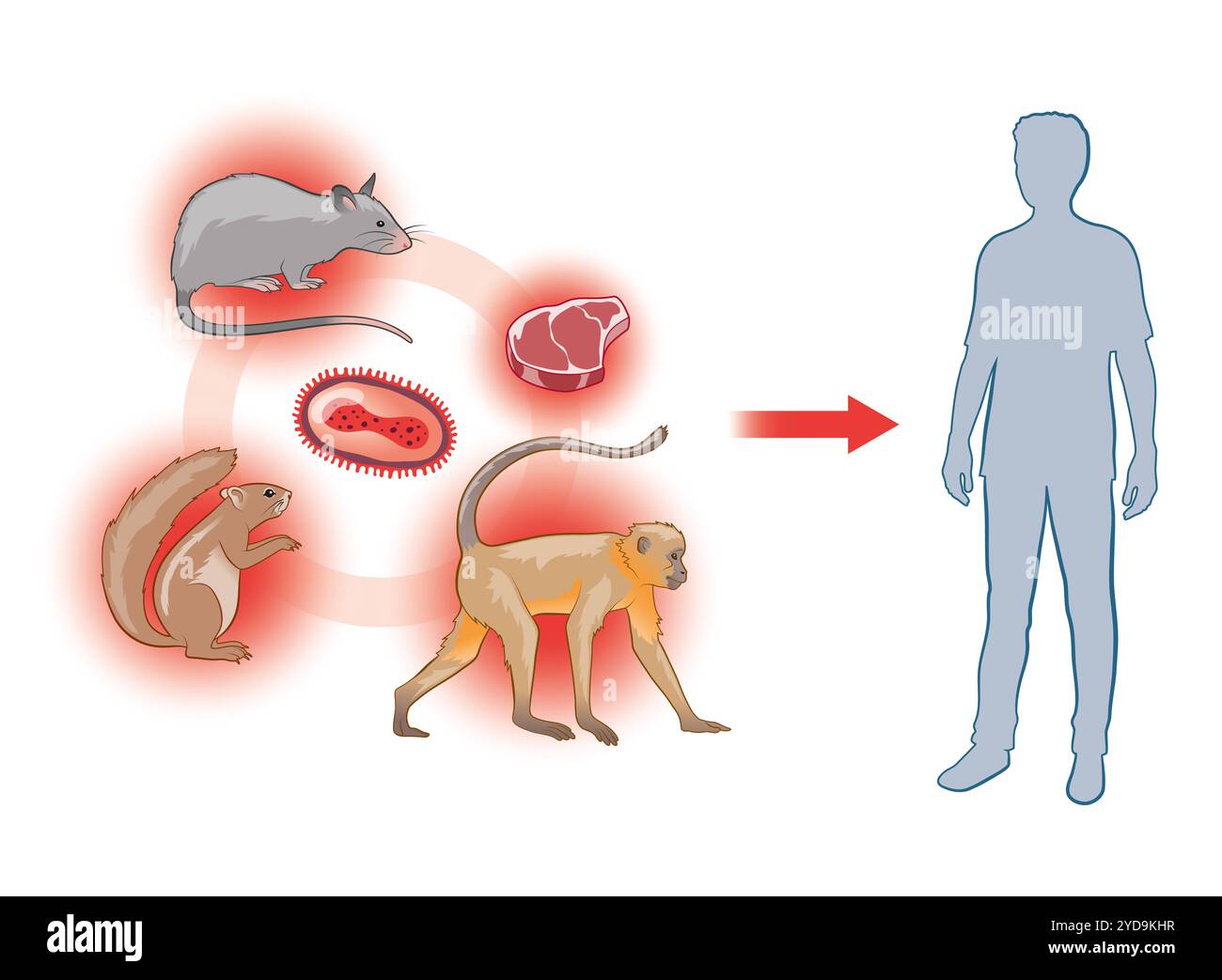Animal-human transmission of the Mpox virus. Mpox 016878 009 Stock ...