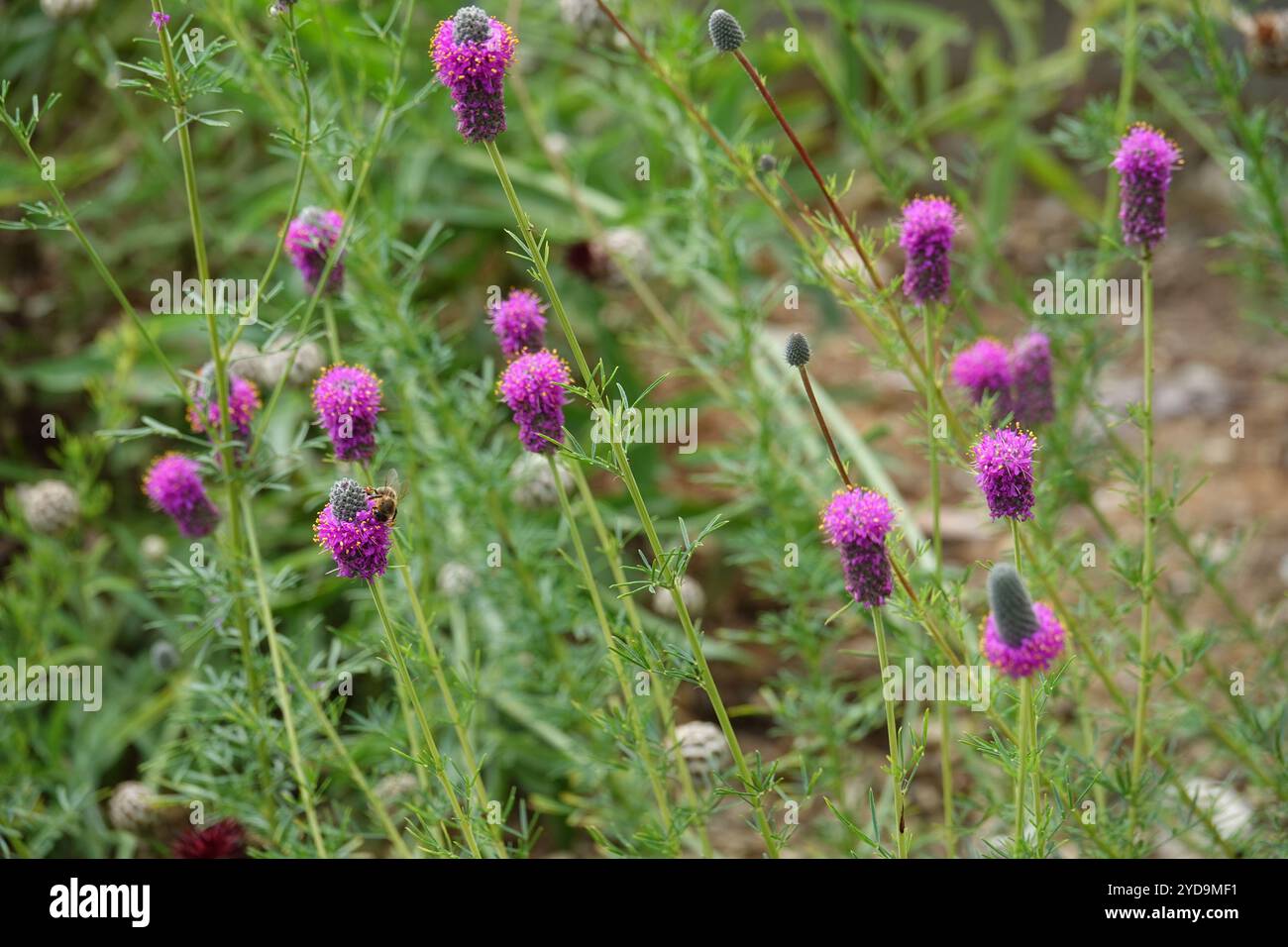 Dalea purpurea, red prairie clover Stock Photo - Alamy