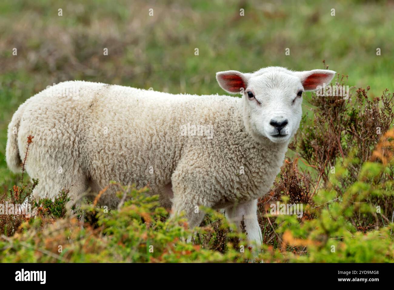 Geselliges animal hi-res stock photography and images - Alamy