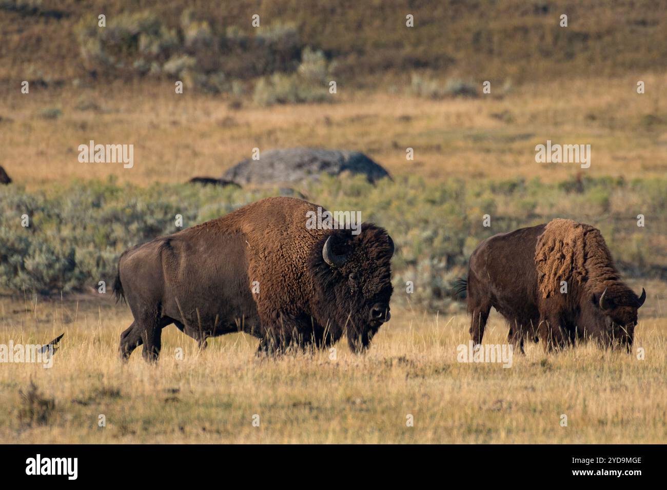 Stampede bison hi-res stock photography and images - Alamy