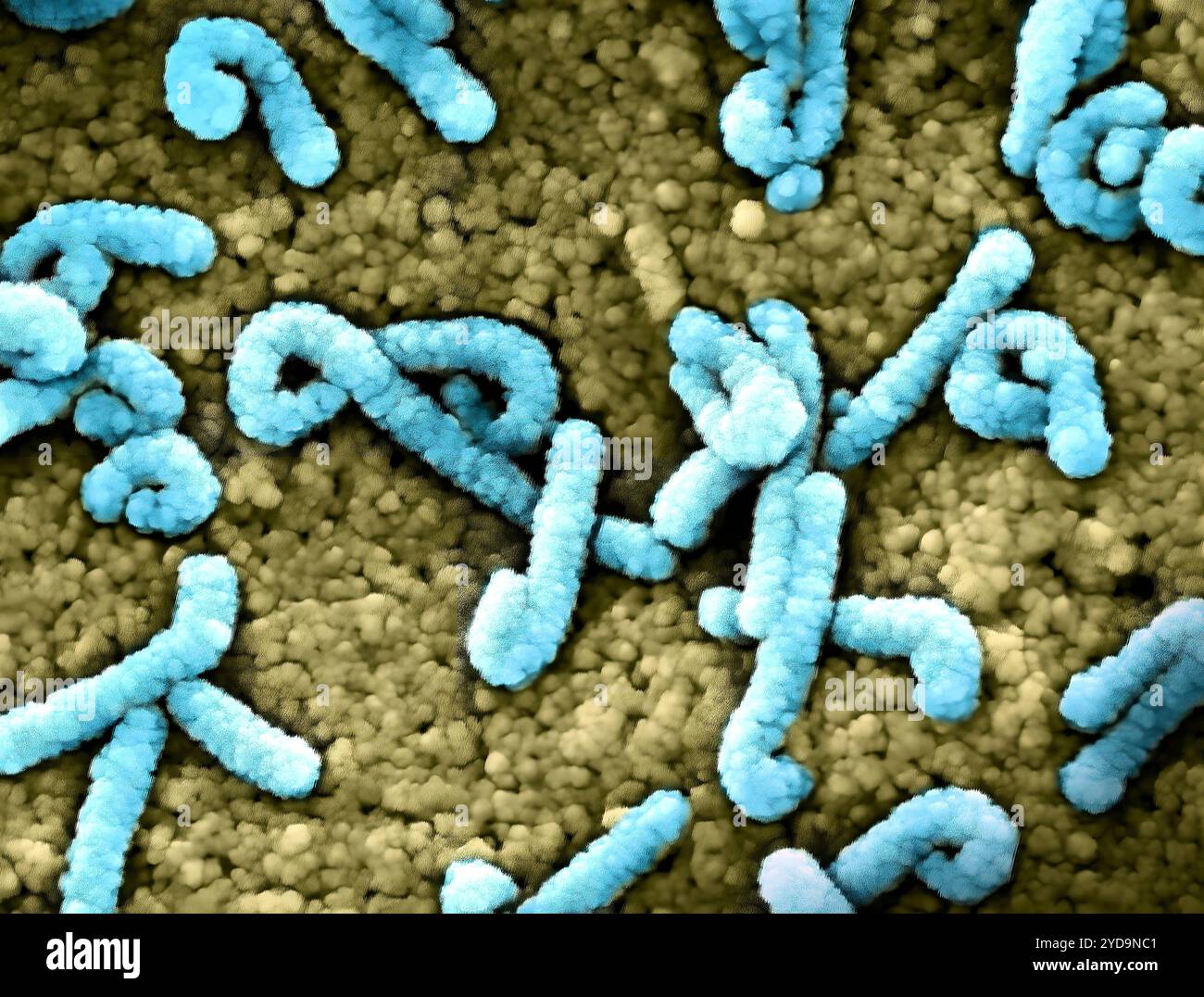 Colorized scanning electron micrograph of Marburg virus particles blue ...