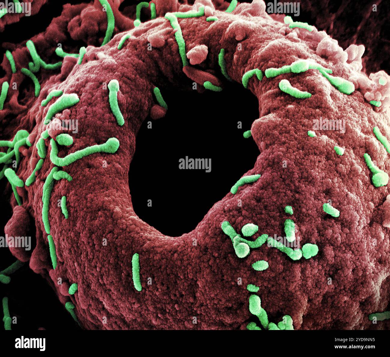 Colorized scanning electron micrograph of Marburg virus particles green ...